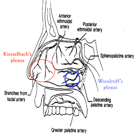 #67 – Epistaxis | PAINE Podcast and Medical Blog